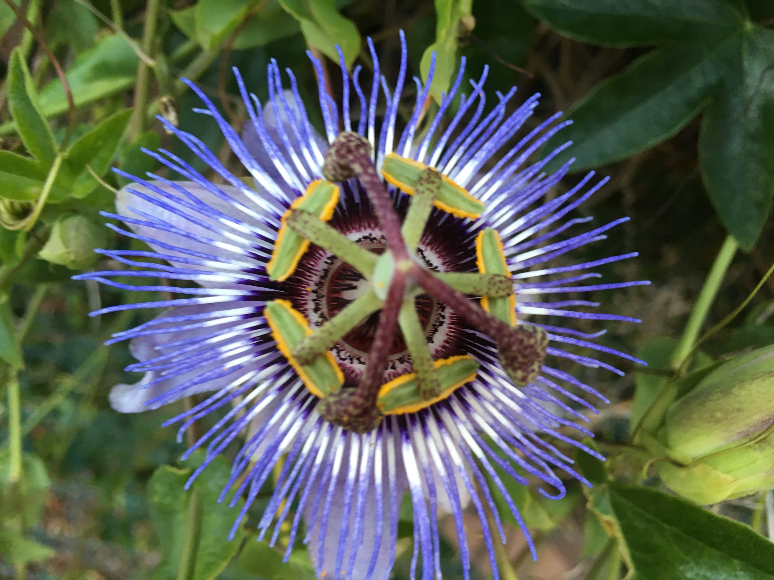 The 20+ Best English Repetitive Chants for Kids - SOM Child